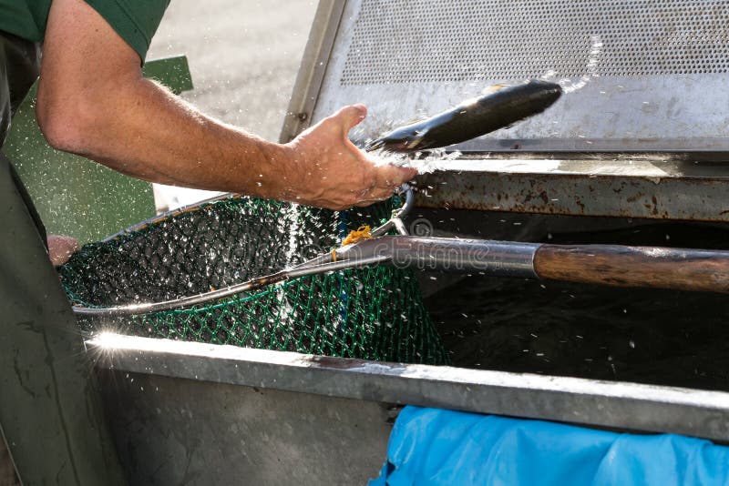 Fish breeding ponds stock photo. Image of food, aquatic - 78124888