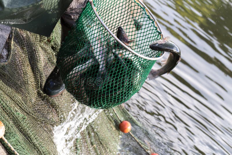 Fish breeding ponds stock image. Image of lake, farm - 78124911