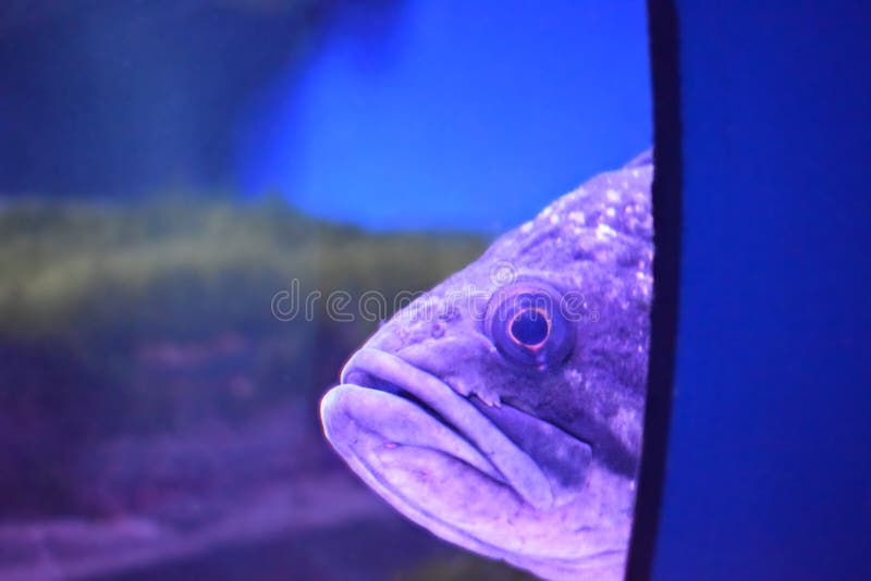 Fish in a Bright Blue Aquarium Peeping from Behind a Wall Stock Image ...