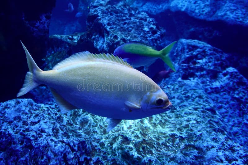 Fish in Bright Blue Water. Underwater World Stock Image - Image of blue ...