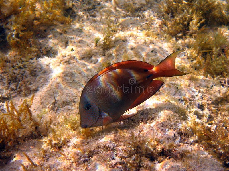 Fish : Brown surgeonfish stock photo. Image of coral, underwater - 4398386
