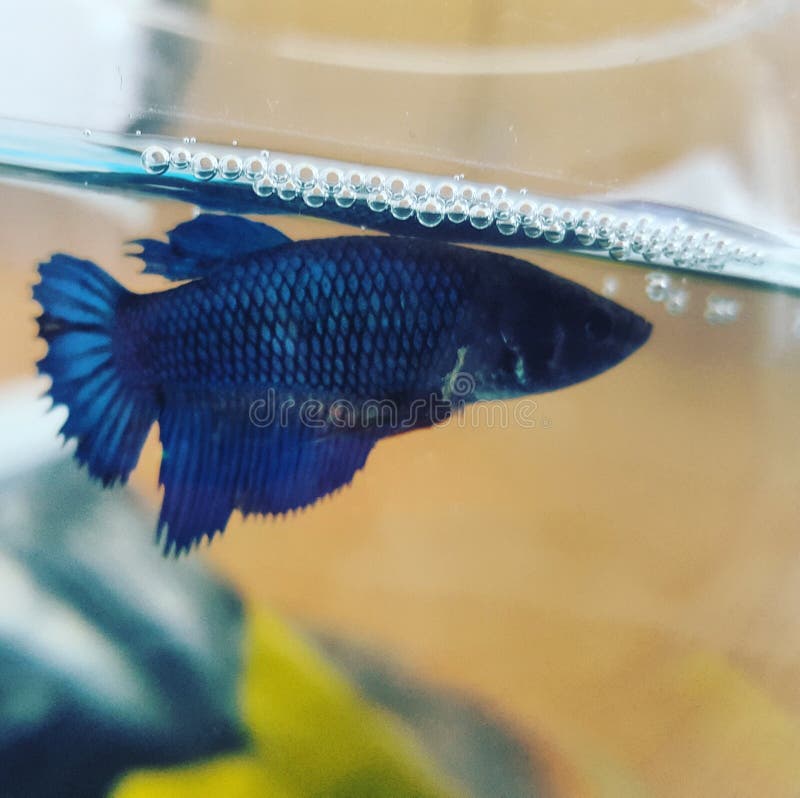 Blue fighter fish stock image. Image of fighter, fish - 119429987