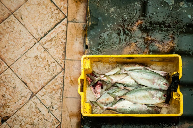 Fish in bucket stock photo. Image of food, marine, object - 27311994