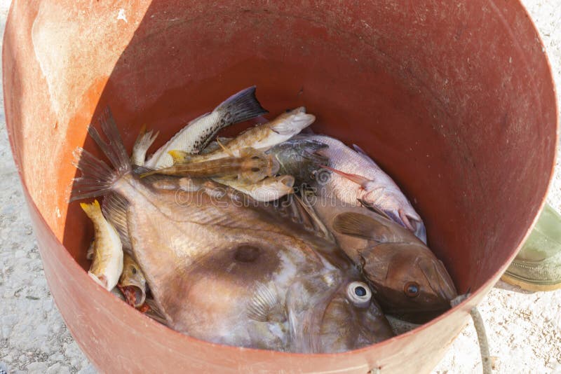 Fish. stock photo. Image of fish, pail, nutritive, market - 91867406