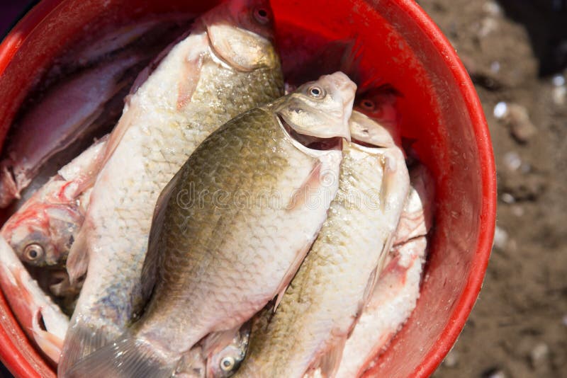Fish in a Bucket on a Fishing Trip Stock Photo - Image of sport, grass ...