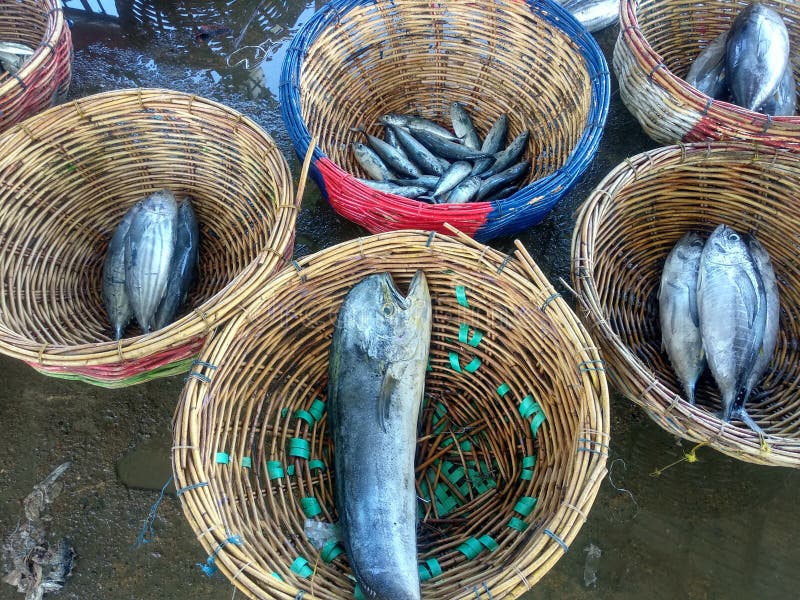 Fish Buckets at the Fish Market Stock Image - Image of market, fresh ...