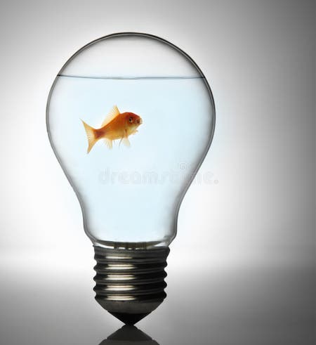 Fish in the bulb stock photo. Image of conservation, computer - 8249820