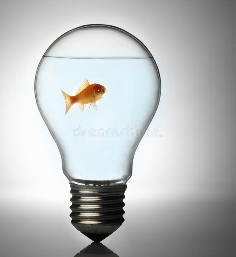 690 Light Bulb Fish Stock Photos - Free & Royalty-Free Stock Photos ...