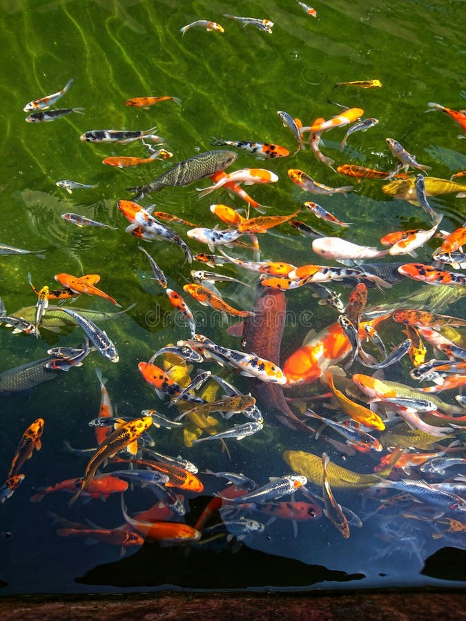 The Fish are Busy Inside the Pond Stock Image - Image of busy, pond ...