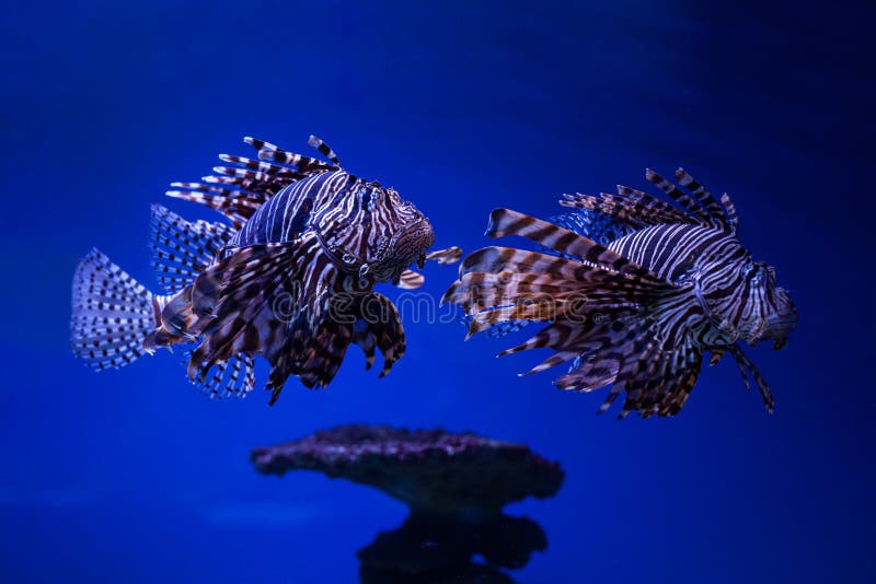 Fish Butterfly-cod in Water. Stock Image - Image of pacific, atlantic ...