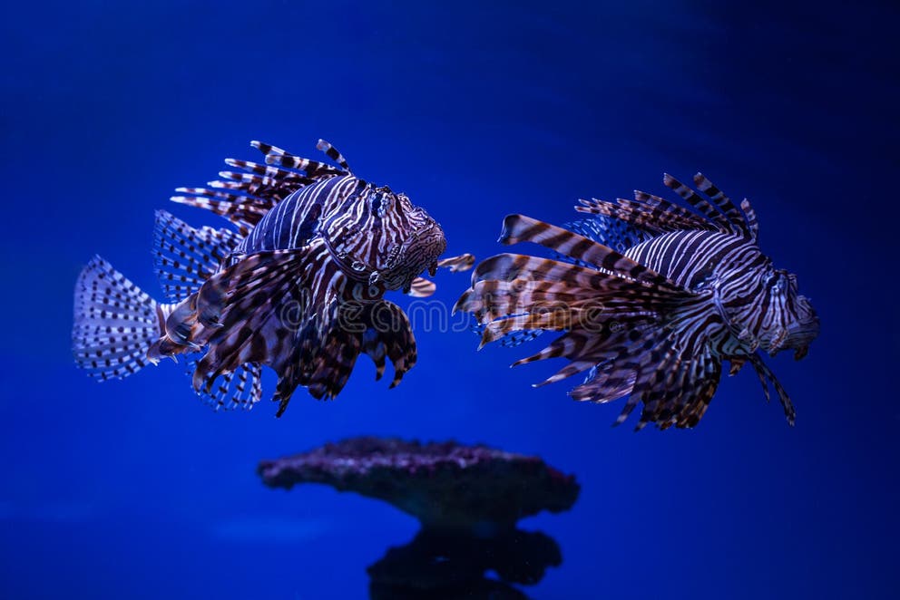 Fish Butterfly-cod in Water. Stock Image - Image of pacific, atlantic ...