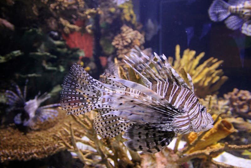 Fish-Butterfly stock photo. Image of butterfly, tropical - 42372166