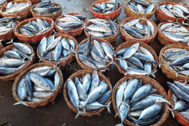 Fish Buying and Selling Transactions Stock Image - Image of selling ...