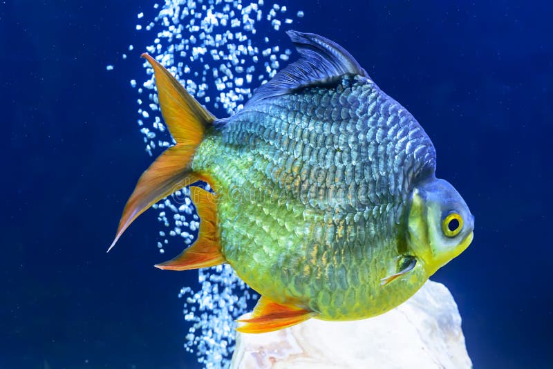 Fish stock photo. Image of water, thai, bright, cabinet - 62795242