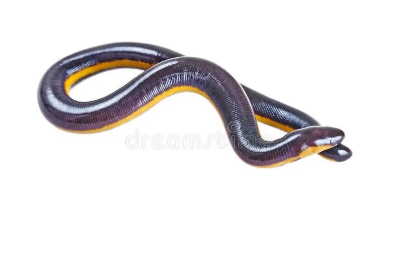 Fish caecilian stock image. Image of amphibia, strange - 44506987