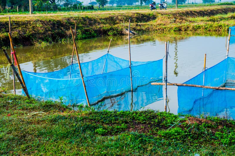 Fish cages in farm stock photo. Image of water, cages - 185981634