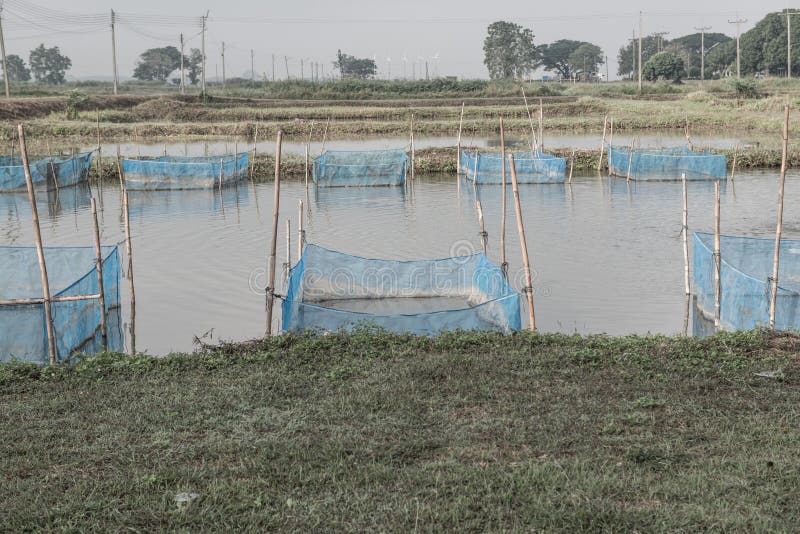 Fish cages in farm stock photo. Image of lake, fishing - 187371464