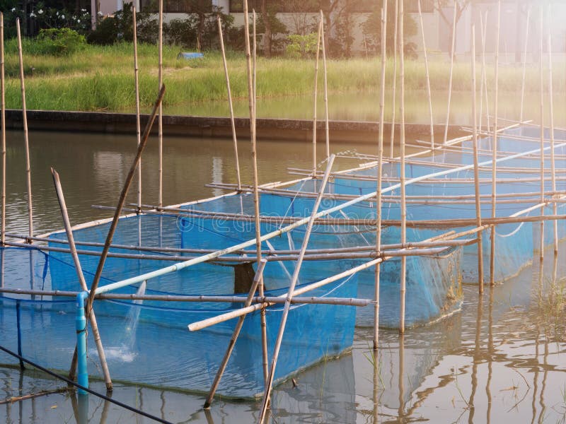 Fish cages. stock image. Image of fishery, water, aquaculture - 113443877