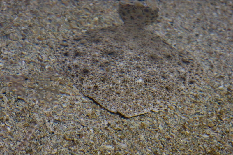 Camouflage fish stock photo. Image of sand, sealife, solefish - 1175764