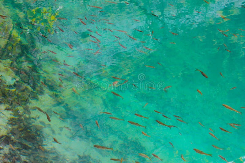 Fish that Can Be See Under Water Stock Image - Image of lake, lots ...