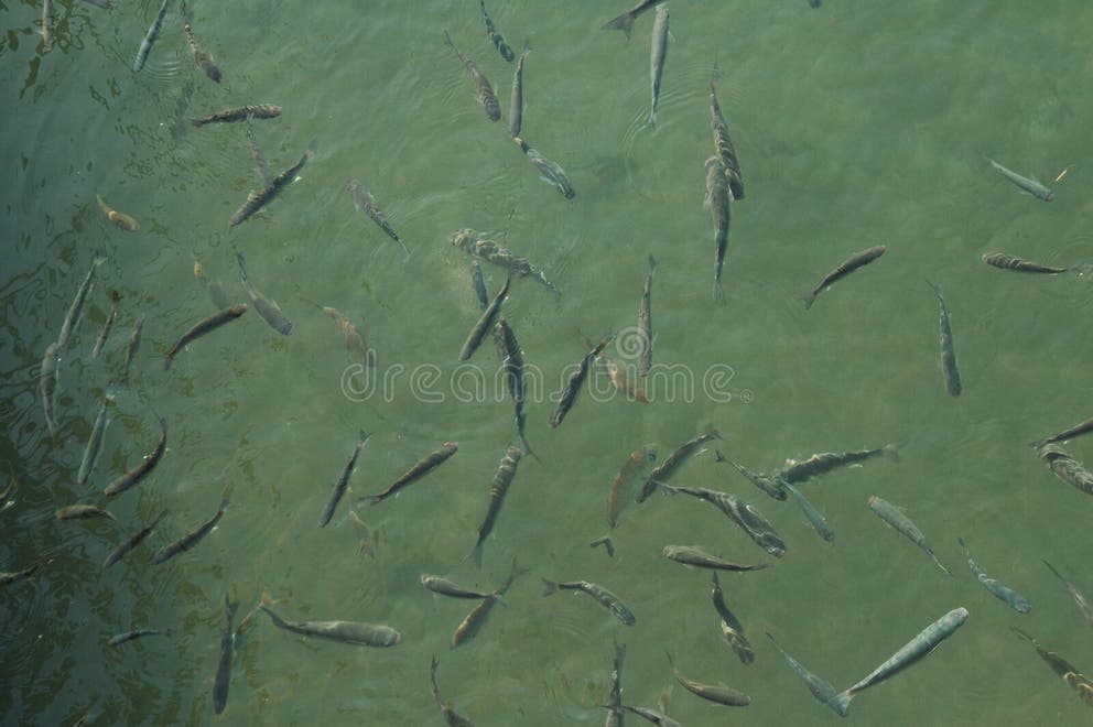 Fish in canal stock photo. Image of school, large, multitude - 1022112