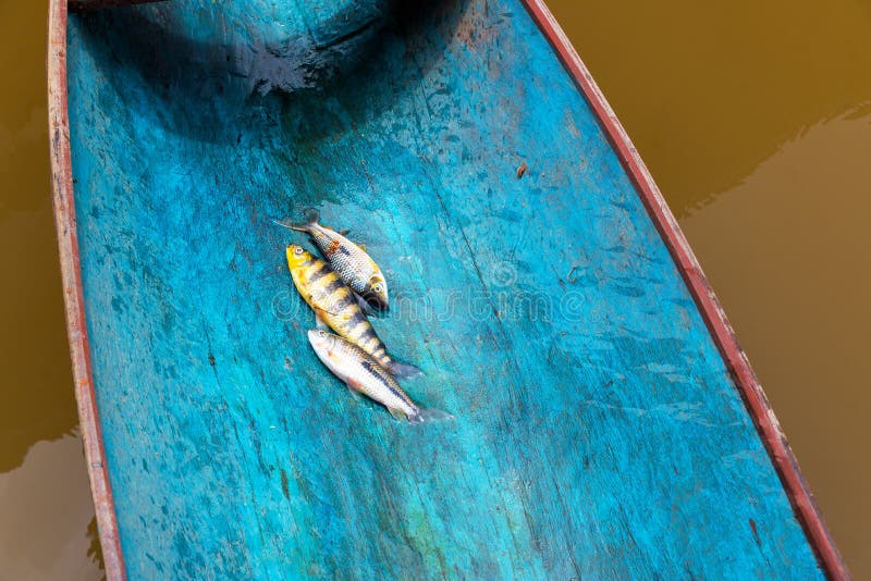 Fish in a Canoe stock image. Image of river, canoe, food - 63276773