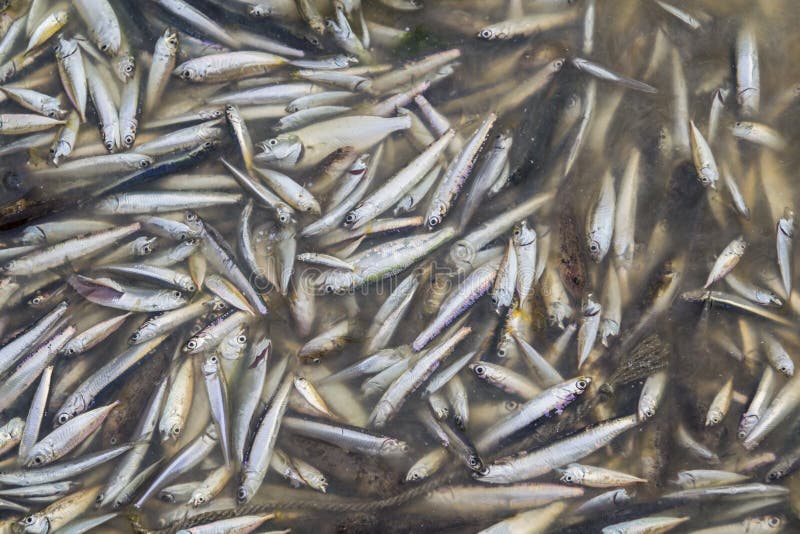 Sprat stock photo. Image of industries, water, fish, food - 45598886