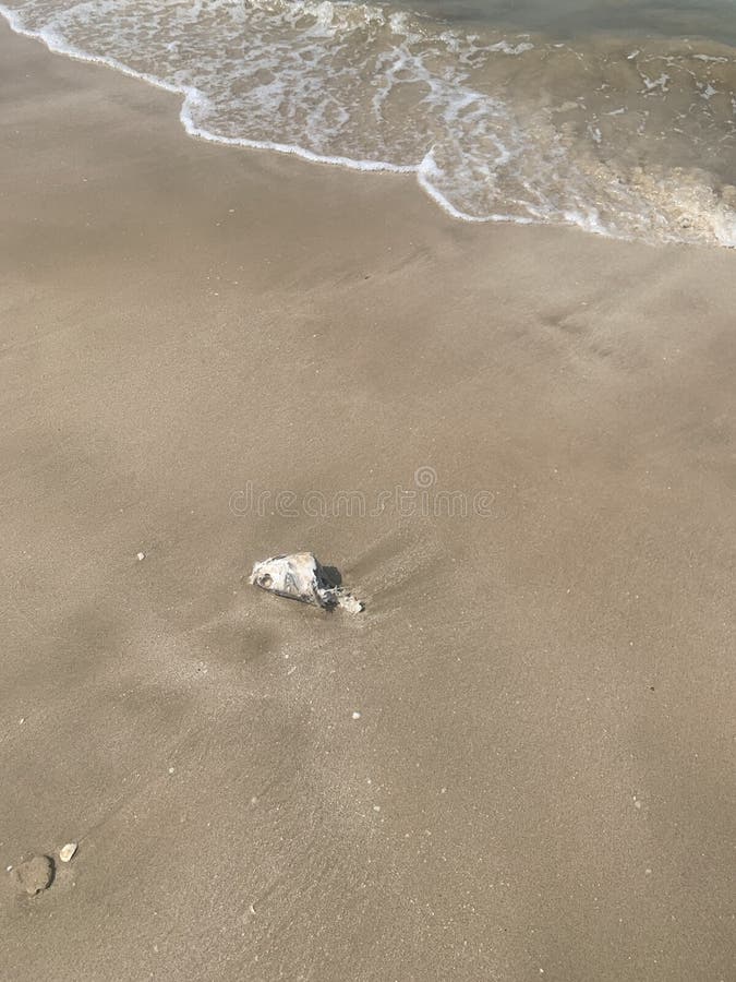 Fish Carcass Washed Up on the Beach Stock Photo - Image of sketch, soil ...