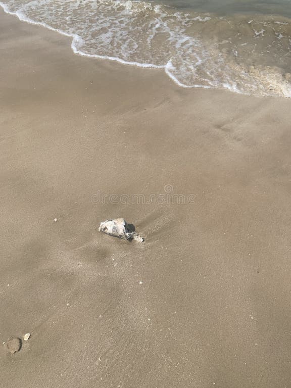 Fish Carcass Washed Up on the Beach Stock Photo - Image of sketch, soil ...