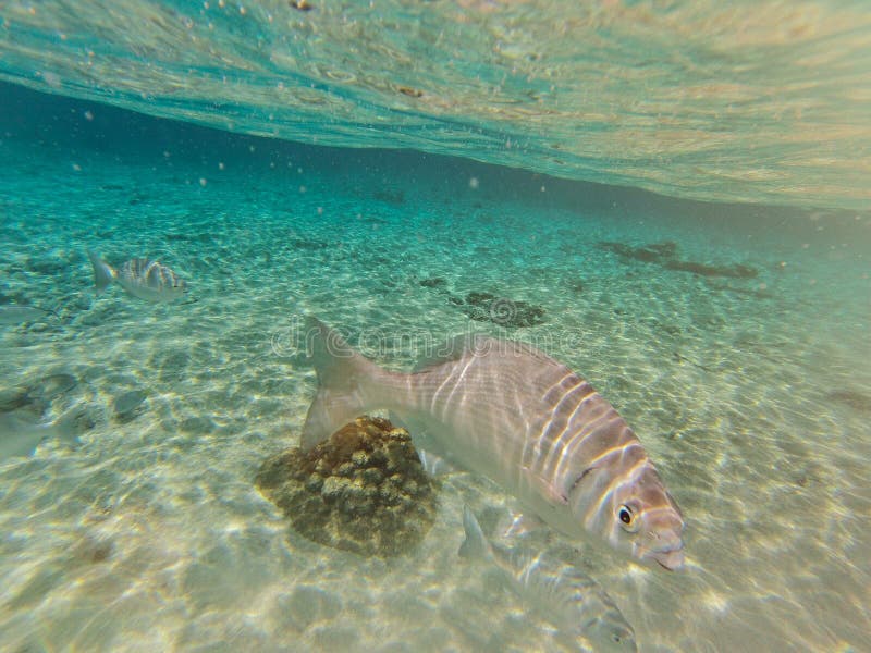 Fish in caribbean sea stock image. Image of blue, caribbean - 79514671