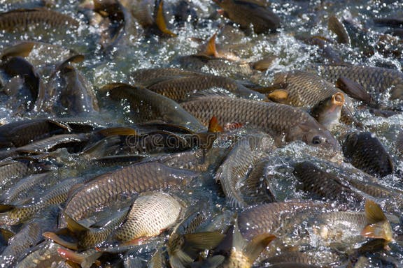 Fish carp stock photo. Image of smell, lake, carp, edible - 21298834