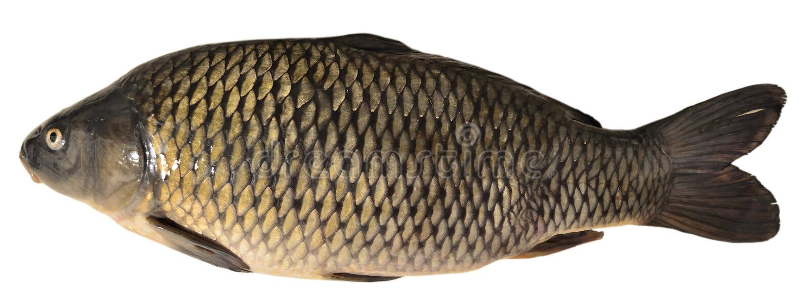 Carp Fish Isolated. Side View, Isolated Stock Image - Image of loose ...