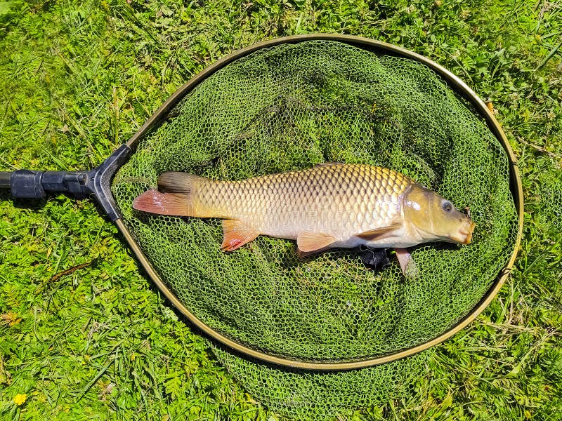 Fish Carp Catch in a Fish Net on Green Grass Stock Photo - Image of ...