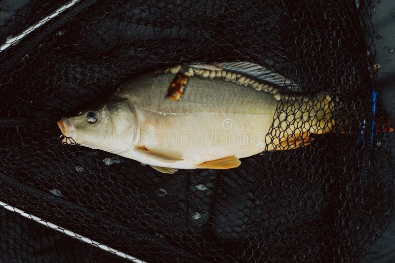 Fish Carp Caught on a Bait on a Hook on a Fishing Net Stock Photo ...