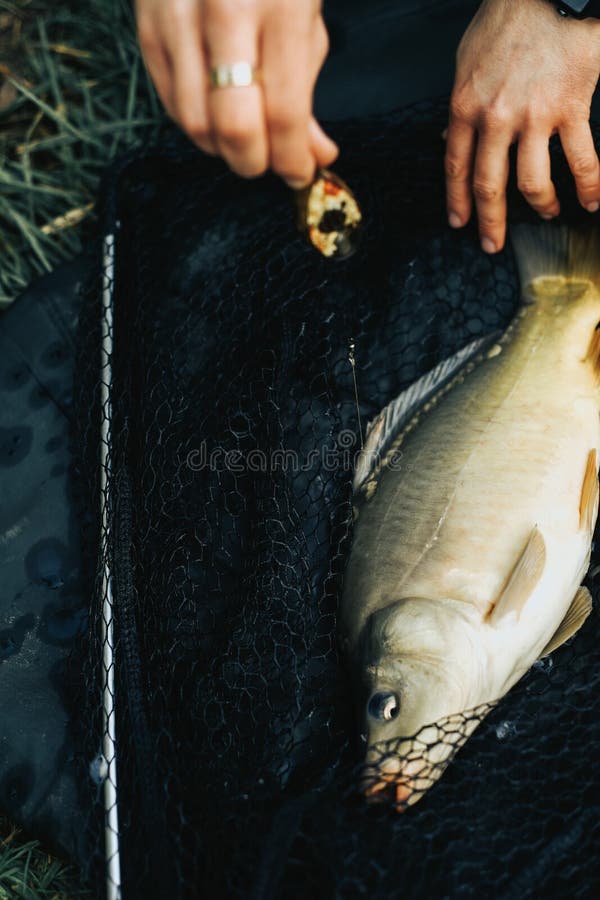Fish Carp Caught on a Bait on a Hook on a Fishing Net Stock Image ...