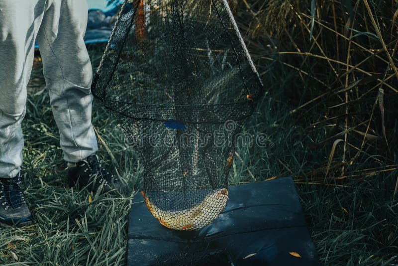 Fish Carp Caught on a Bait on a Hook on a Fishing Net Stock Image ...
