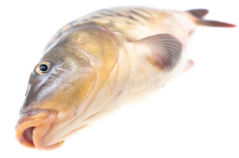 Fish Carp Isolated on White Background Stock Image - Image of freshness ...