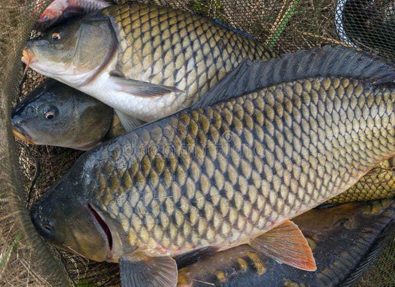 Fish Carp in Fish Net Spring Angling Stock Image - Image of nutrition ...