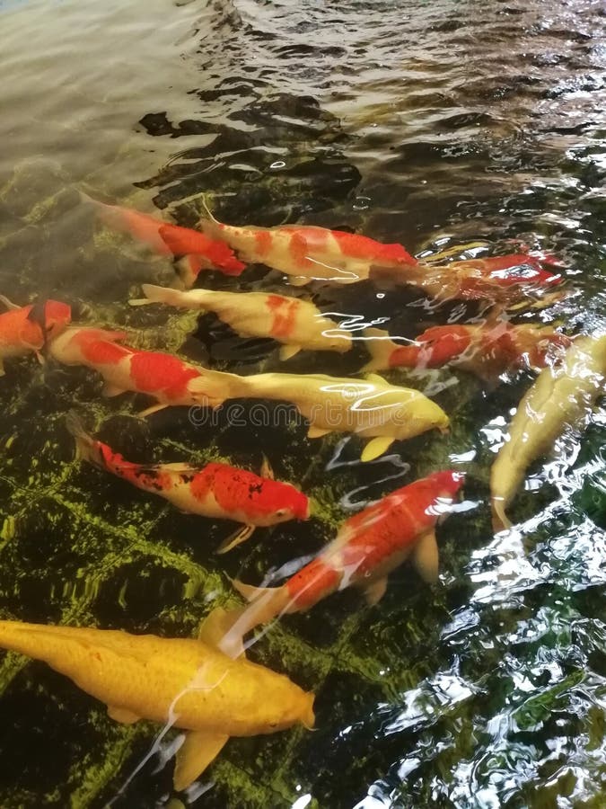 Fish Carp in the Water Pool Stock Image - Image of animal, fish: 138940303