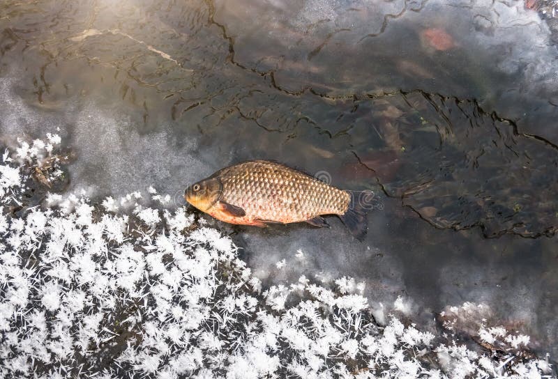 Fish carp winter stock image. Image of fish, winter, siberian - 72661195