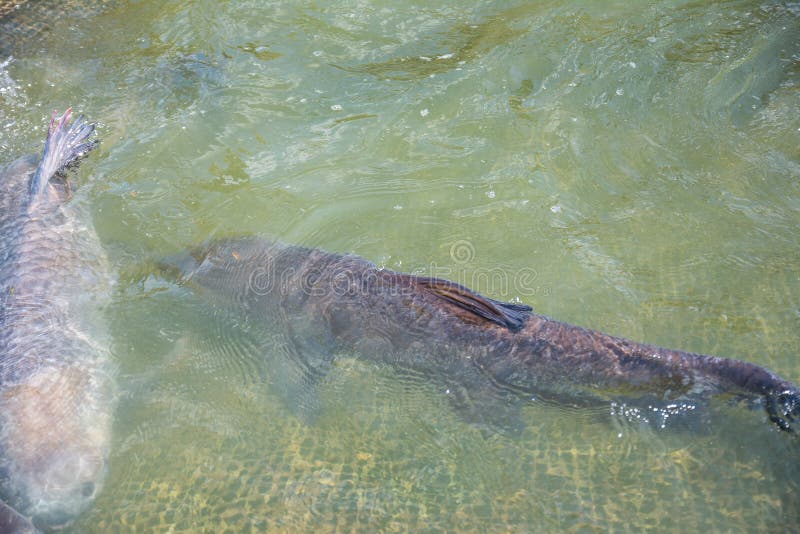 Fish Carpenter Caught in the Net Stock Image - Image of japan, line ...