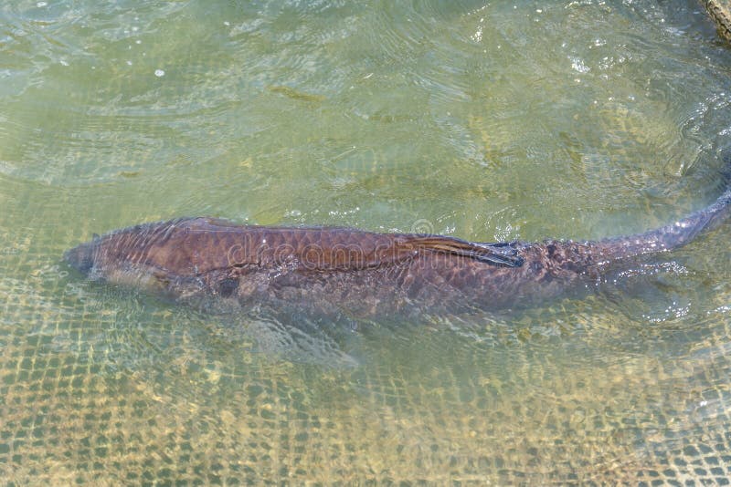 Fish Carpenter Caught in the Net Stock Image - Image of fishermen, food ...