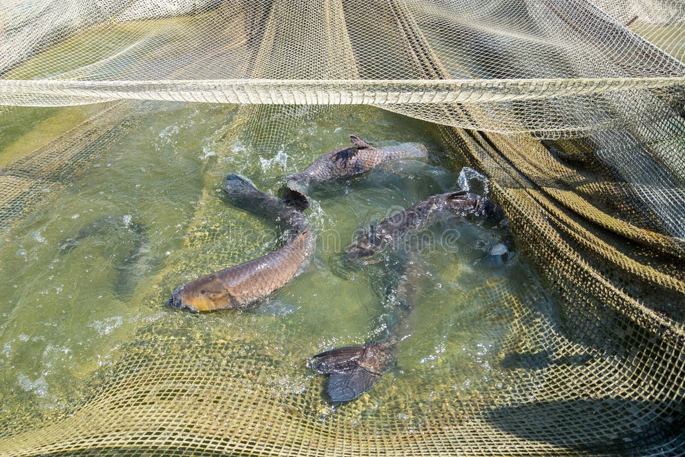 Fish Carpenter Caught in the Net Stock Photo - Image of angling, fish ...
