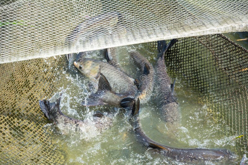 Fish Carpenter Caught in the Net Stock Image - Image of fishermen, food ...