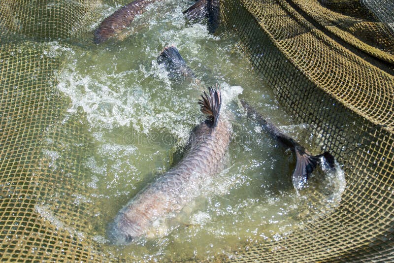 Fish Carpenter Caught in the Net Stock Photo - Image of food, angler ...