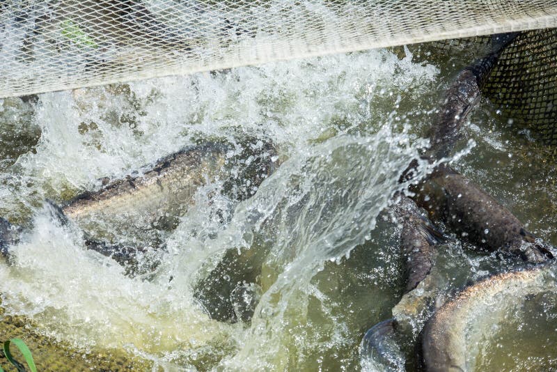 Fish Carpenter Caught in the Net Stock Photo - Image of boat, industry ...