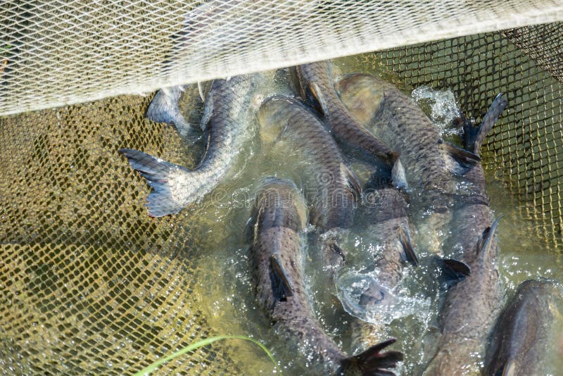 Fish Carpenter Caught in the Net Stock Image - Image of caught, alive ...