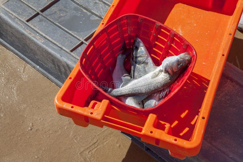 Fish catch stock image. Image of fishing, coast, healthy - 150994991