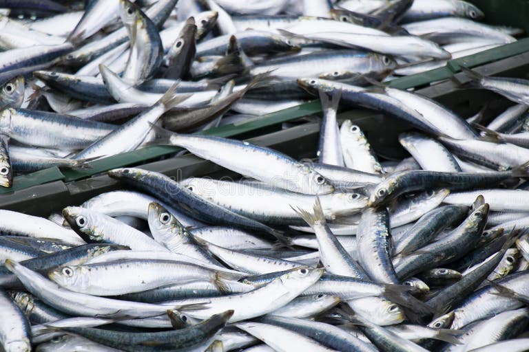 Fish Catch in Containers, Closeup Stock Image - Image of harvest ...