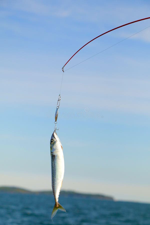 Fish catch. stock image. Image of canada, halifax, catch - 190053261